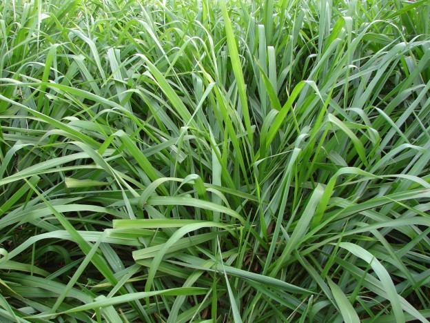 BRACHIARIA Brizantha MG-4